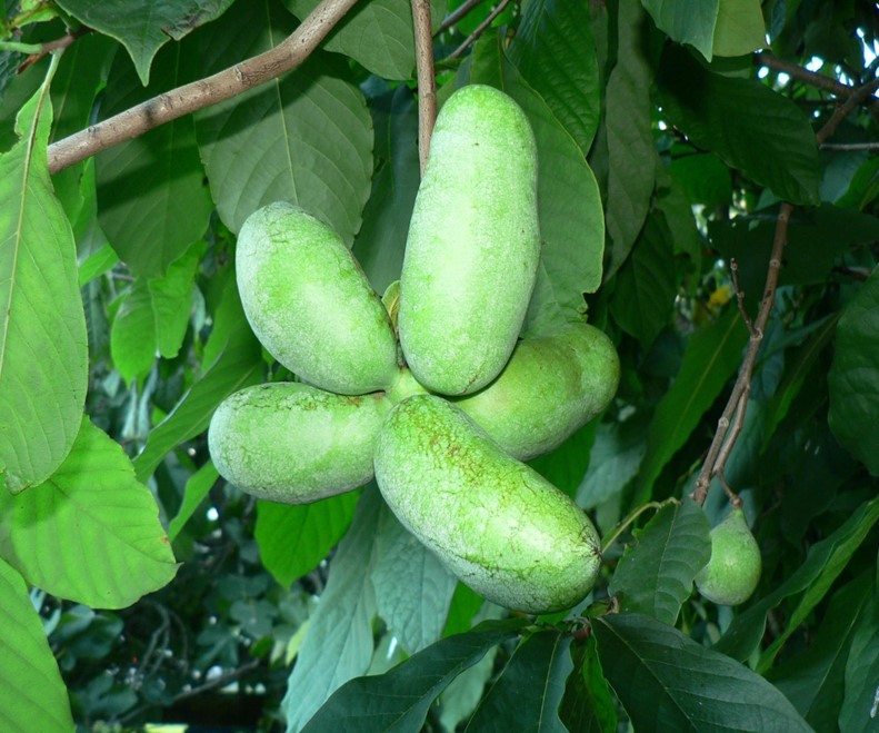 Images – Sub-Tropical Fruit Club of Qld Inc.