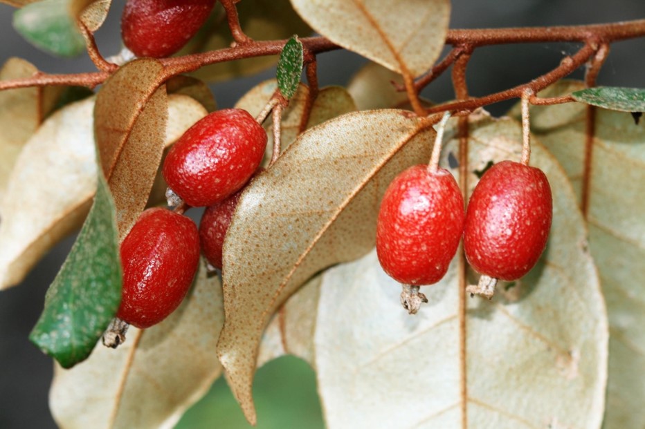Images – Sub-Tropical Fruit Club of Qld Inc.