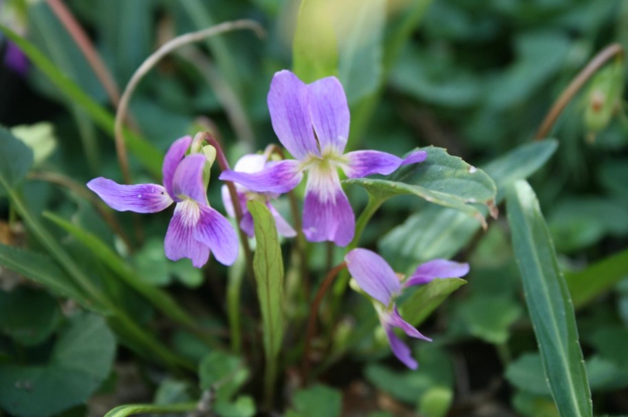 Images – Sub-Tropical Fruit Club of Qld Inc.