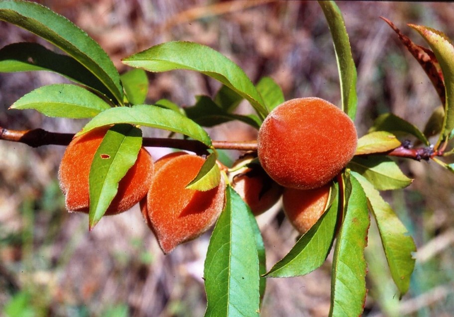 Images – Sub-Tropical Fruit Club of Qld Inc.