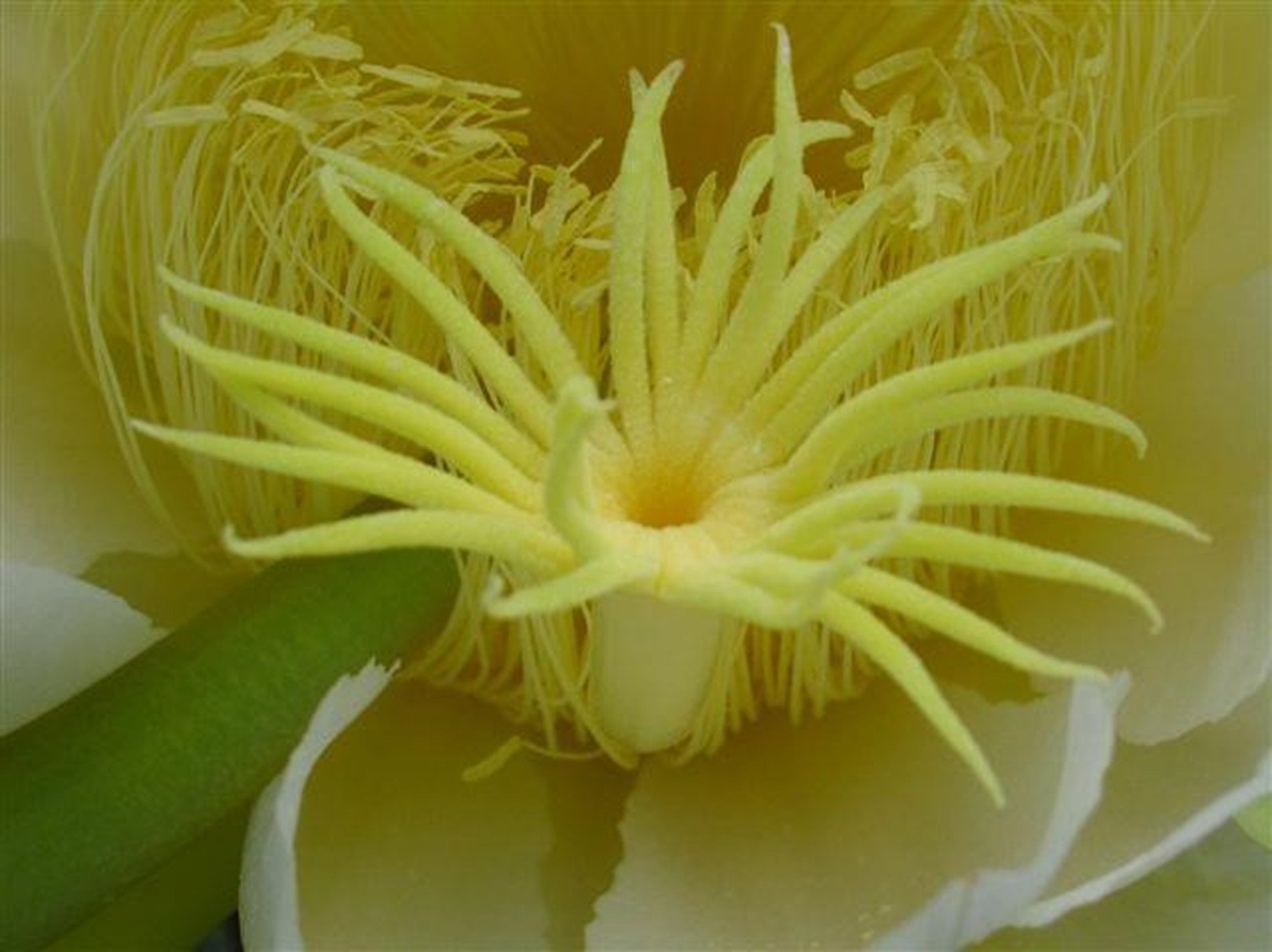 Images – Sub-Tropical Fruit Club of Qld Inc.