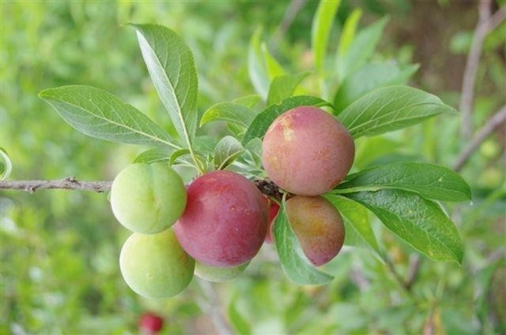 Images – Sub-Tropical Fruit Club of Qld Inc.