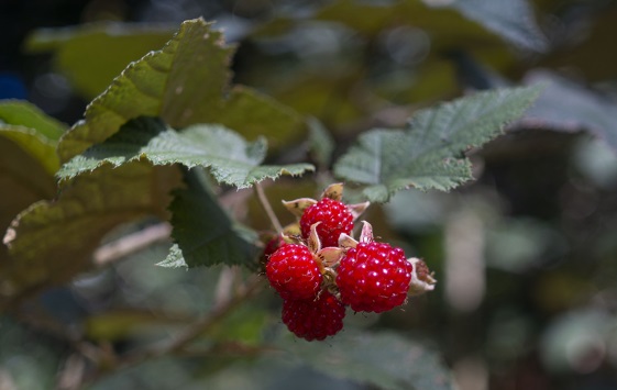 Images – Sub-Tropical Fruit Club of Qld Inc.